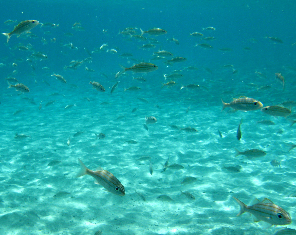 Swimming with and feeding the fish - Saint Lucia Life