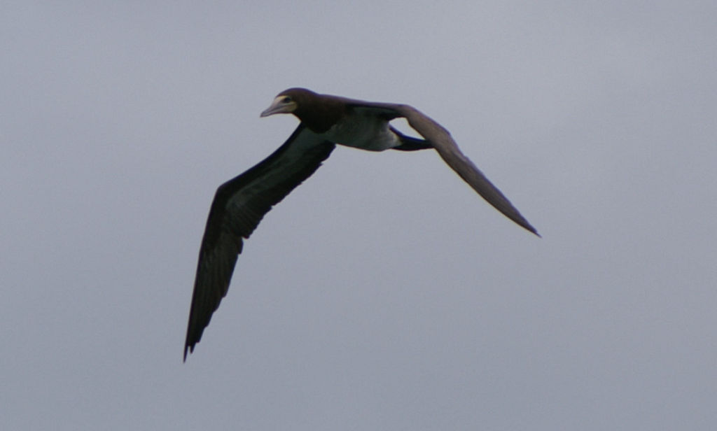 Bird watching in Saint Lucia. What to see, where and when. - Saint ...