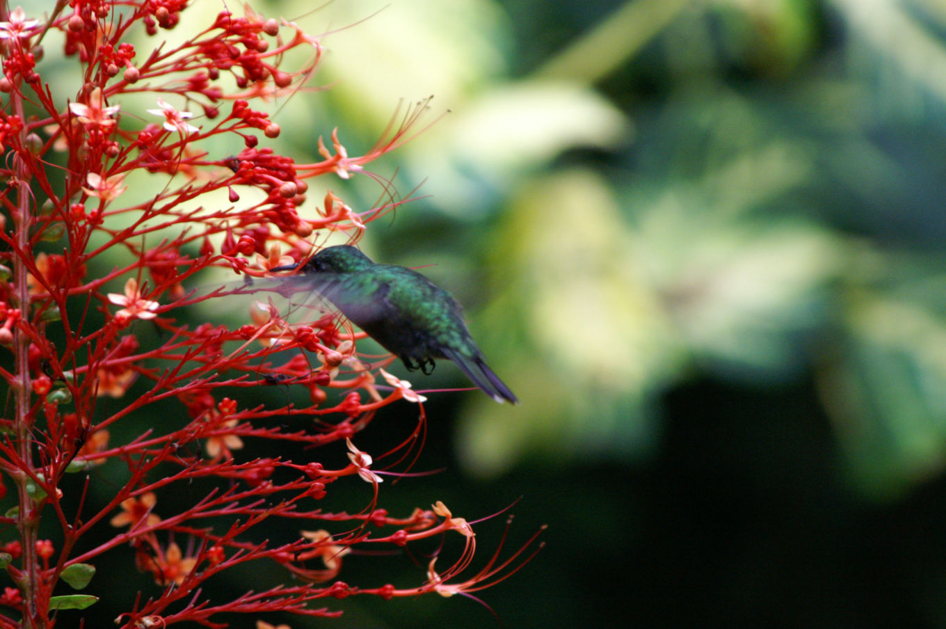Bird watching in Saint Lucia. What to see, where and when. - Saint ...