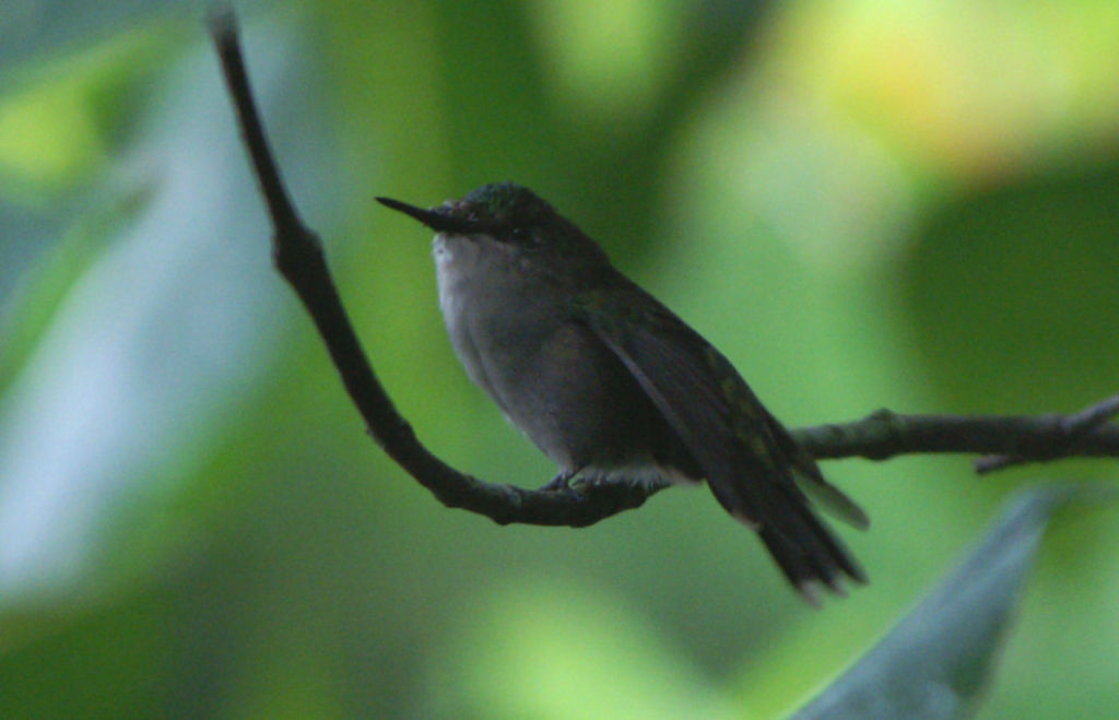 Bird watching in Saint Lucia. What to see, where and when. - Saint ...
